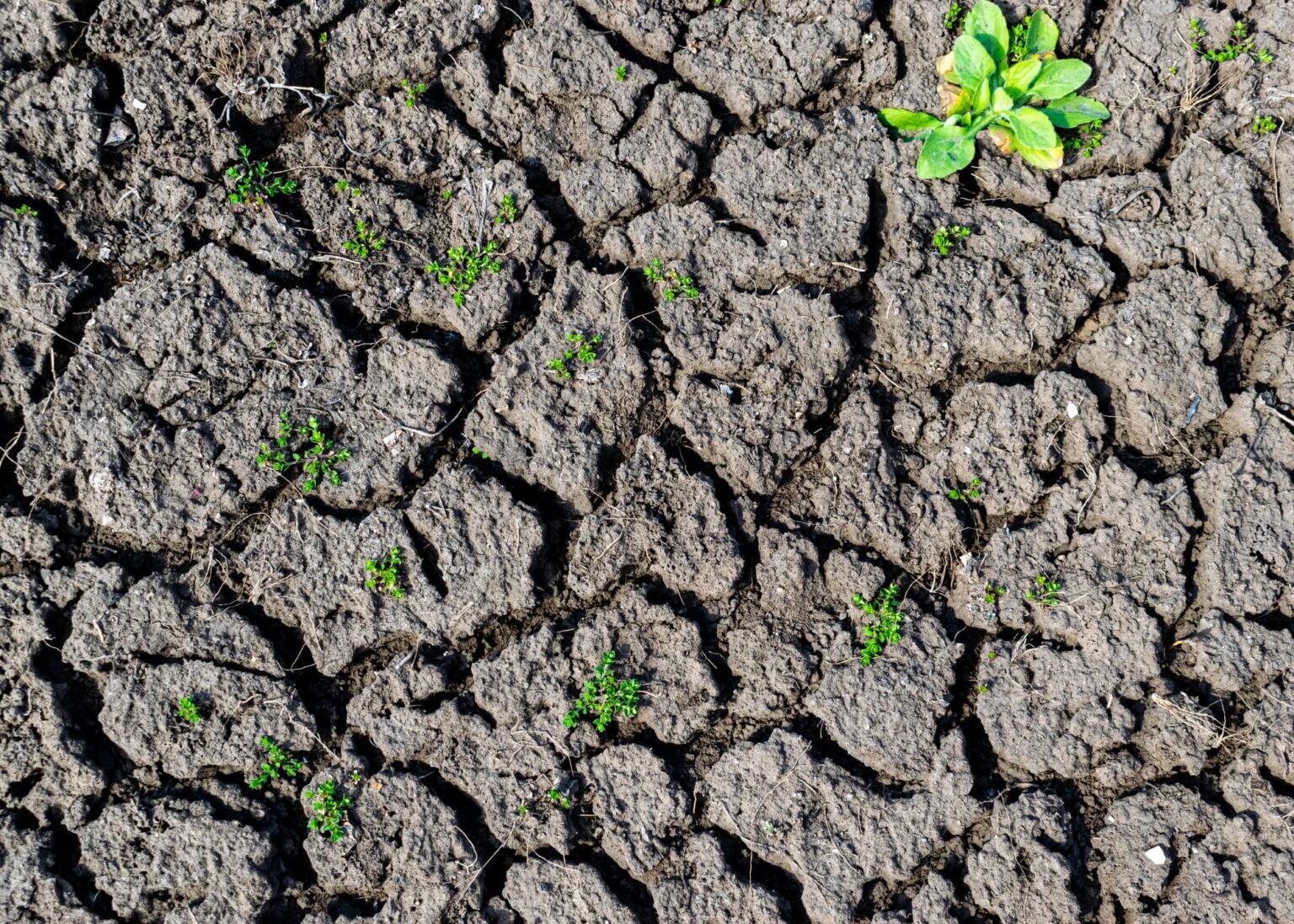 Standing Water in Yard: How to Get Rid of Low Spots and Pooling Water