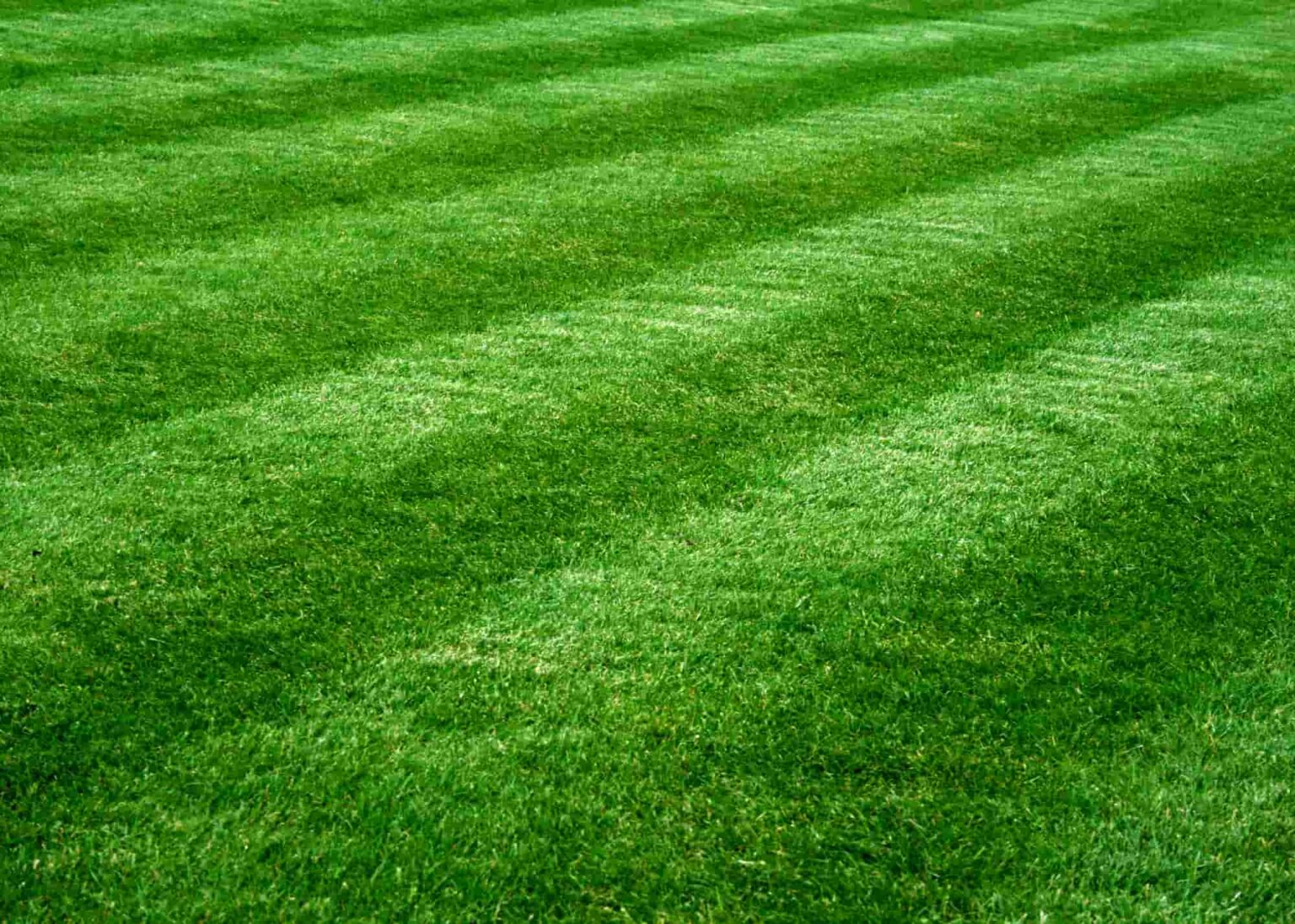 Fall Yard Weed and Feed: The Ultimate Autumn Lawn Guide - Ware Landscaping